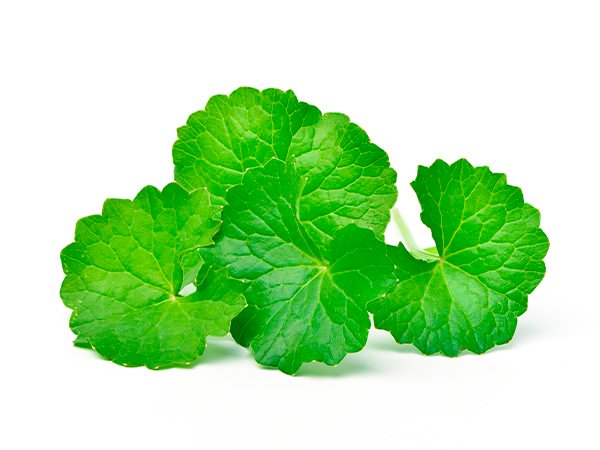Центелла азиатская [centella asiatica] в косметике для кожи лица